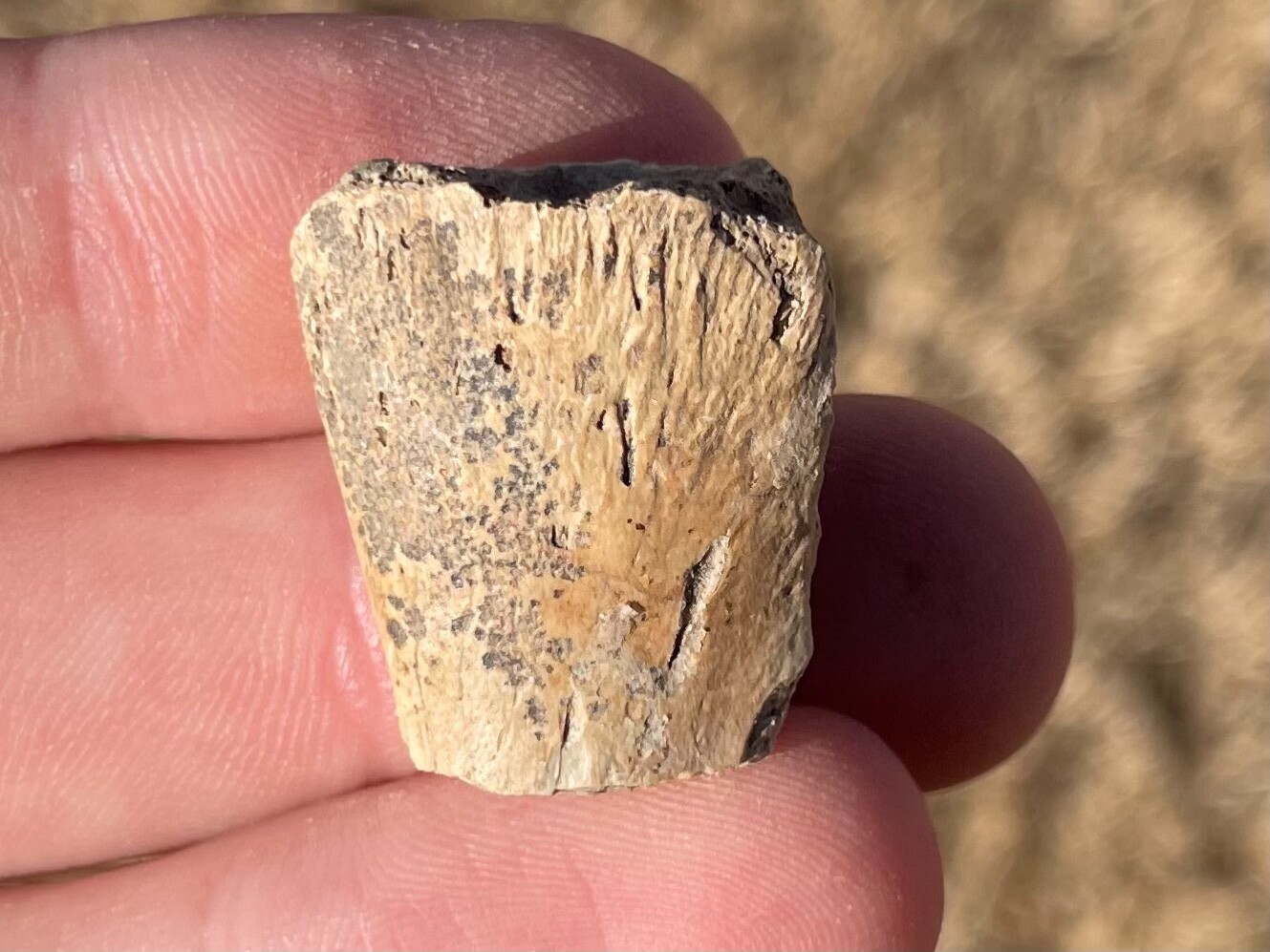 Montana Fossil Dinosaur Bone Hell Creek Cretaceous Age Dinosaur Bone | eBay