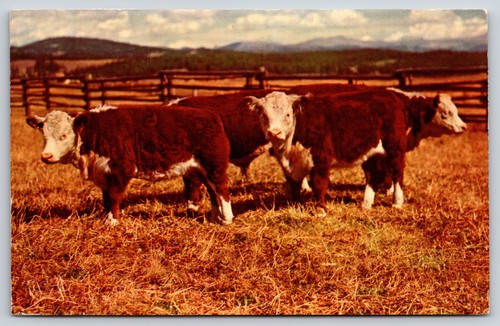 Animals~White Face Cattle~Some Prize Stock~Vintage Postcard | eBay
