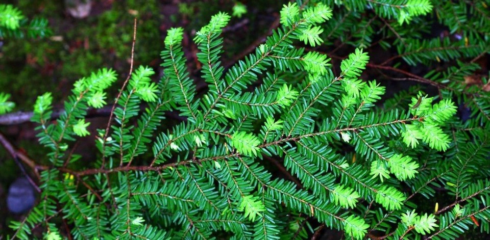 APPALACHIAN MOUNTAIN EASTERN HEMLOCK TREE / 4-5 Yr Old Trees ! ! FALL ...