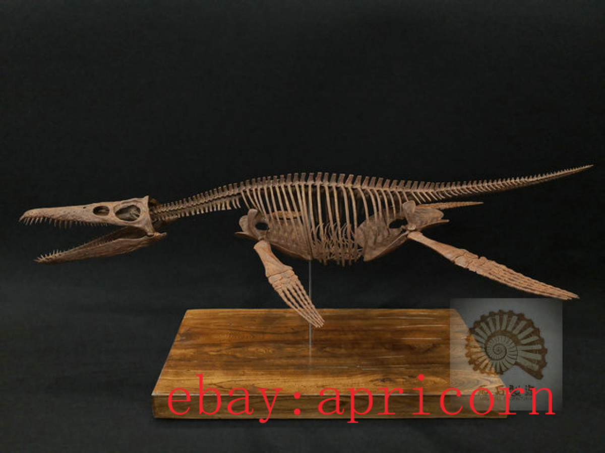 Liopleurodon Skeleton