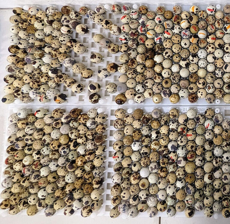 150 ++ Rainbow Coturnix Quail Hatching Eggs NPIP | eBay