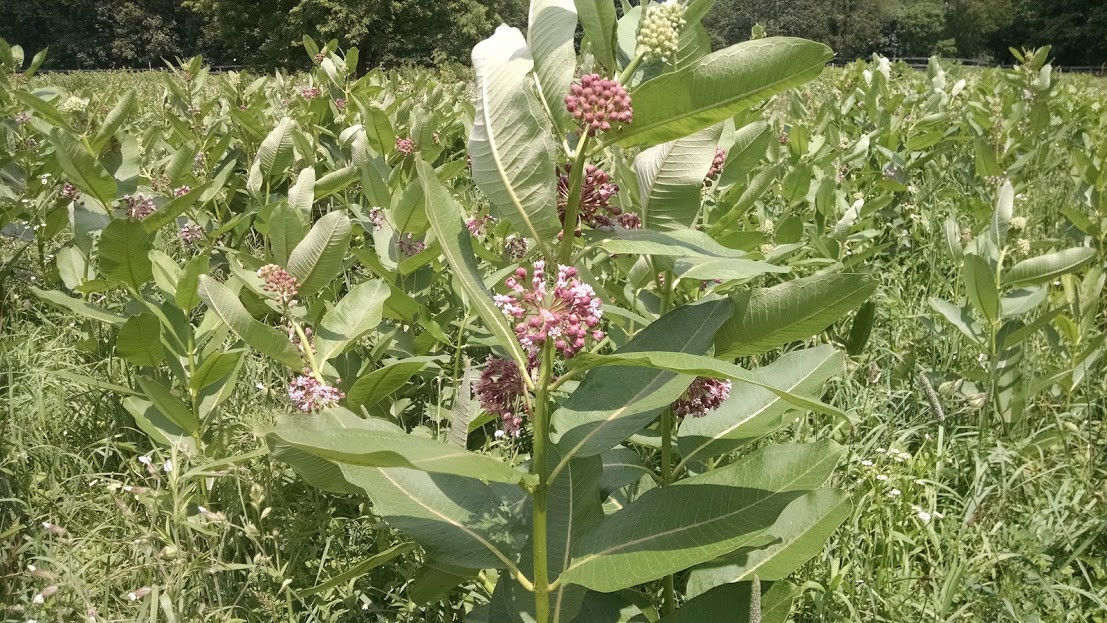 Common Milkweed Pollinator Seed Plot Strings, 9 Seed/Clay balls Per ...