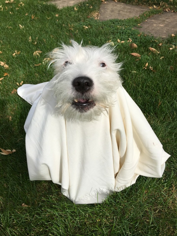 WOMENS UNCUT BUTTERICK 6319 SEWING PATTERN MOTHER OF THE BRIDE DRESS ...