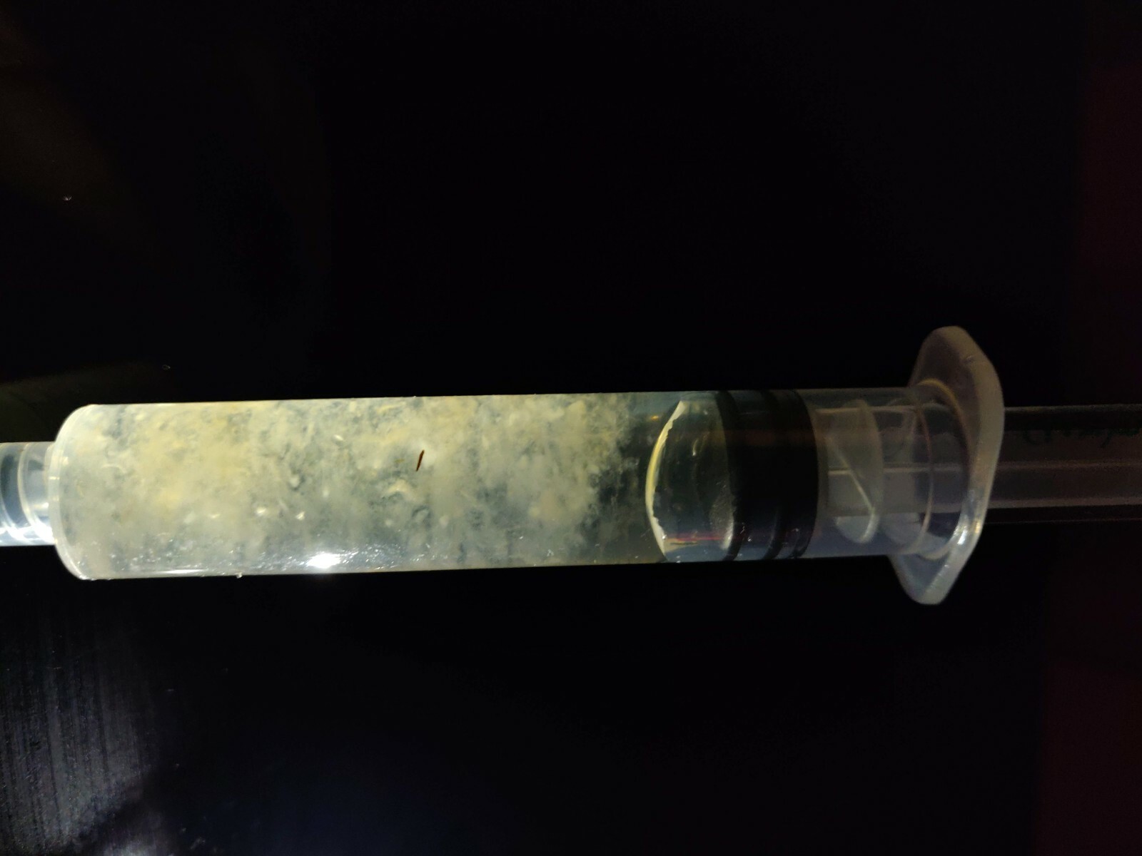 *Commercial Strain* Pink oyster mushroom (P. djamor) liquid culture ...