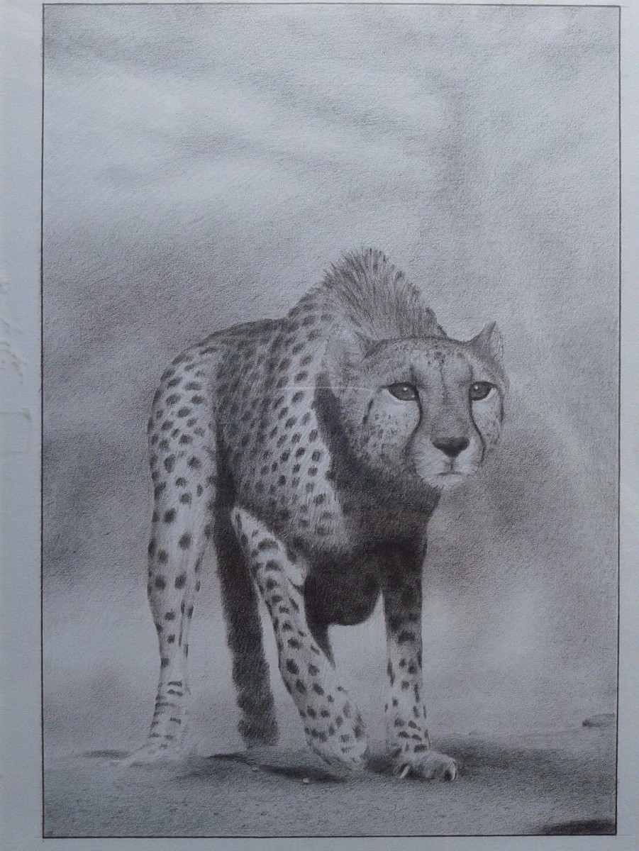 Cheetah Awesome Cheetah Drawing How To Draw A Cheetah
