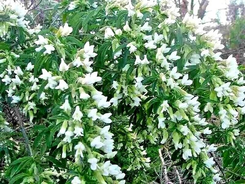 10 X TAGASASTE TREE LUCERNE SEEDS,QUALITY ANIMAL FODDER,HARDY SHRUB ...