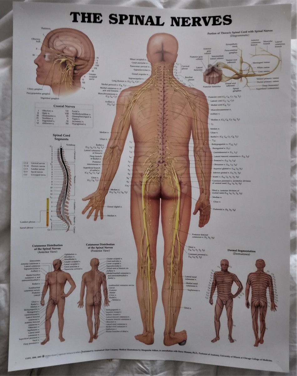 Spinal Nerve Chart Anatomy Spinal Cord: Anatomy, Function & Structure