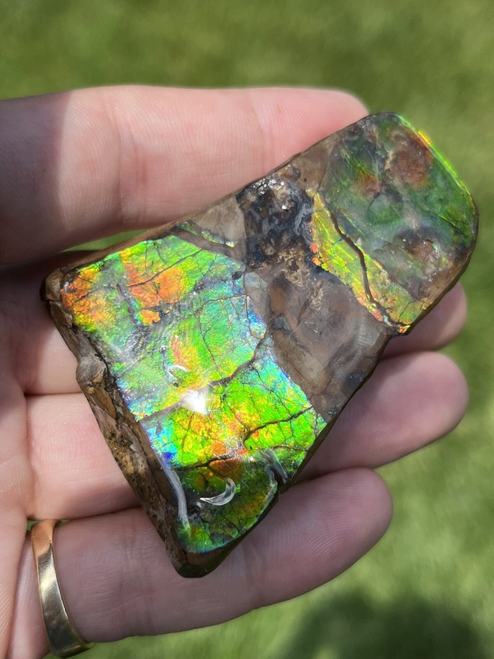 BLUE Ammolite Fossil Alberta Gemstone Dinosaur Ammonite Trex Rare *MAKE ...