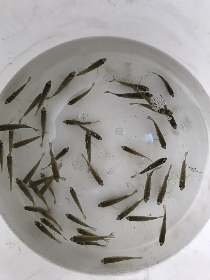 15+ Live Bluegill Fish, Bream, Sun Fish(SMALL) GUARANTEE ALIVE (FREE ...