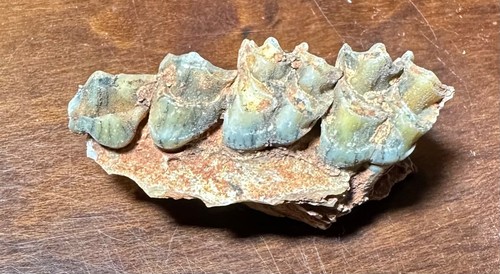 ULTRA RARE fossil PRODREMOTHERIUM early mammal maxilla teeth Chattian ...