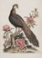 George Edwards : "Peacock Pheasant from China" (c.1747) — Giclee Fine ...
