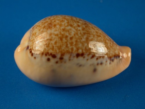 Cypraea hungerfordi, Excellent Pattern, Deep Water, 36.7mm, Taiwan ...