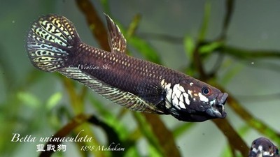 Rare WILD BETTA UNIMACULATA 1898 Mahakam Pair Wholesale prices ...