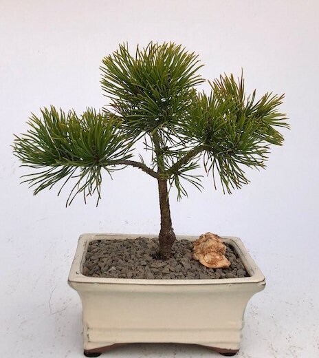 Small Mugo Pine Bonsai Tree | eBay