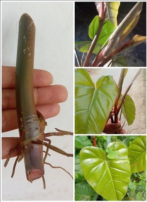 3 Rooted Cuttings Philodendron Red Emerald Philo Erubescens Climbing ...