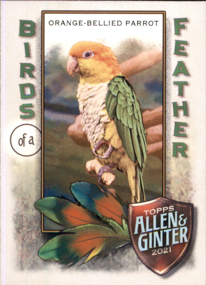 2021 ALLEN AND GINTER BIRDS OF A FEATHER #BOF-9 ORANGE-BELLIED PARROT ...