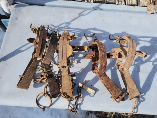 5 Vintage Victor Stop Loss No. 1 Leg Spring Traps Muskrat Mink | eBay