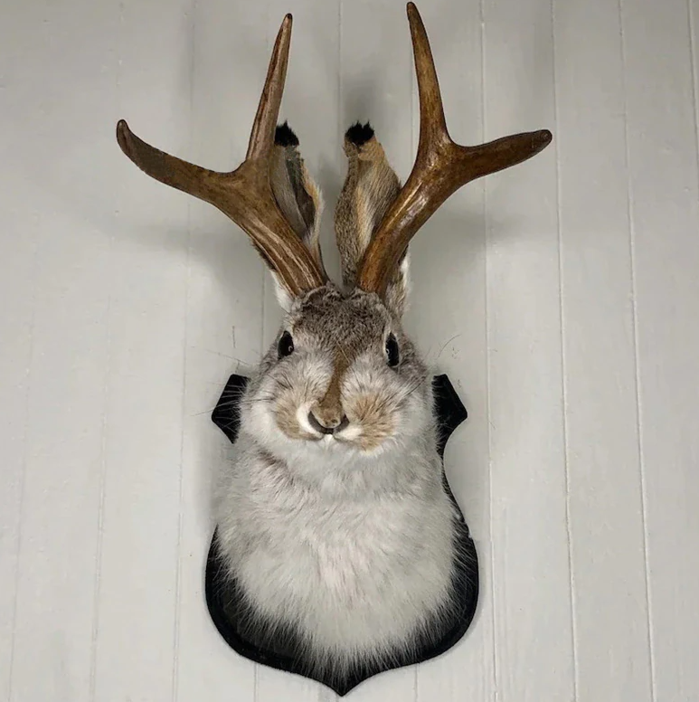 Rabbit Head