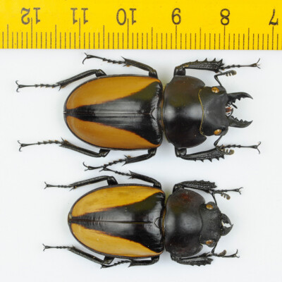 LUCANIDAE - Stag Beetle - Neolucanus parryi (PAIR) - THAILAND - 7960 | eBay
