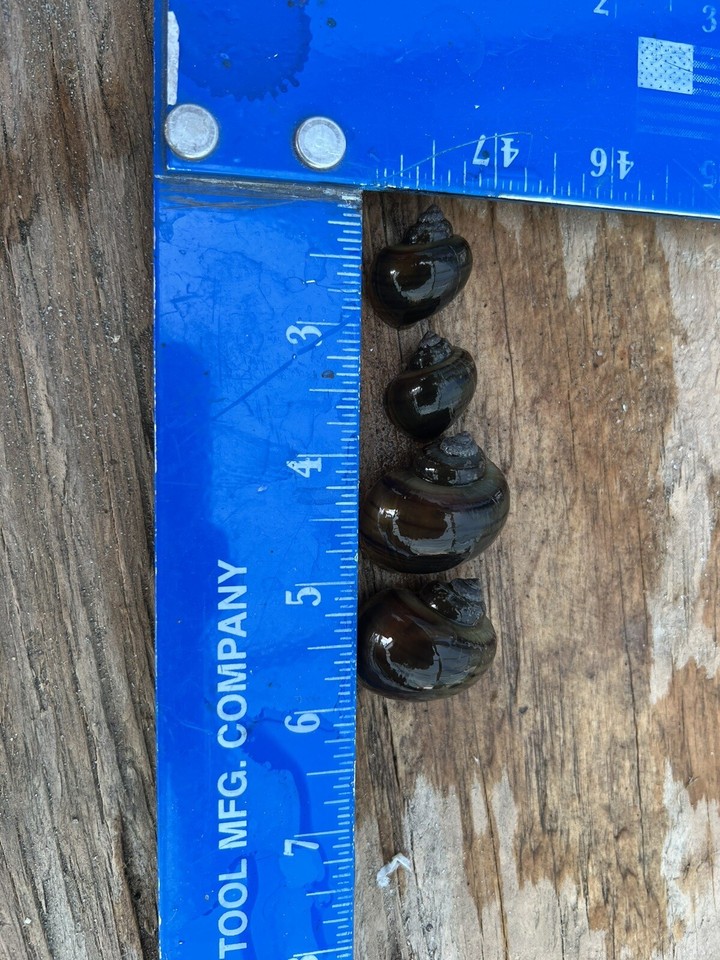 10 Mystery Snails Mixed (Pomacea Bridgesii) And 10 Red Cherry Shrimp ...