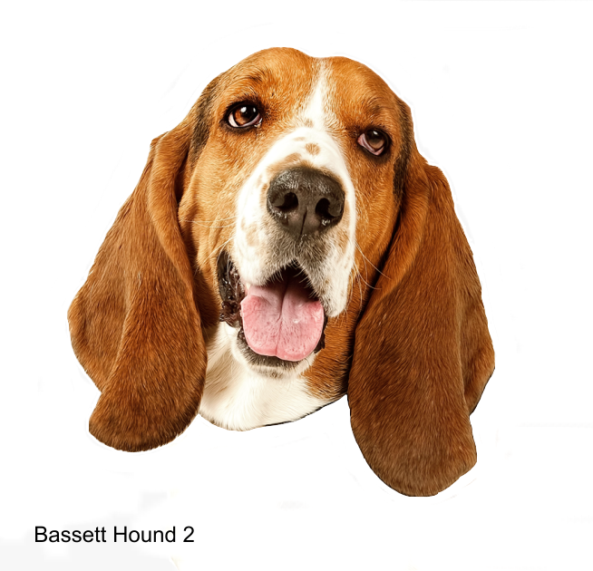 LARGE-SIZED CAR DECALS - BASSETT HOUND - 3 CHOICES | eBay