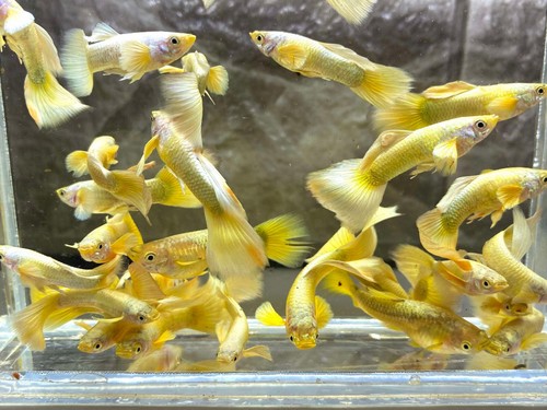 24K FULL GOLD GUPPY 20 GUPPIES 10 DAYS LIVE FISH FRESH HIGH QUALITY USA ...