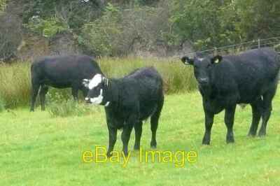 Photo 6x4 Cattle at Old Fawdon Many of the cattle had this distinctive ...