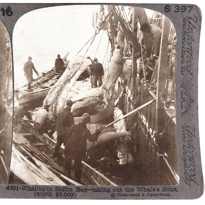 Baffin Bay Whale Bone Stereoview c1905 Greenland Whaling Boat & Dock ...