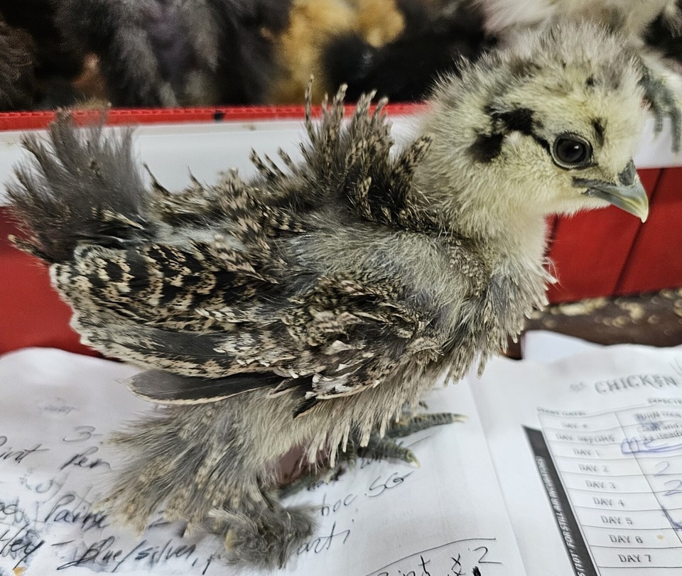 Silkie Chicken Eggs 12 Hens Choice In WHITE, RED PYLE, CHOC, PAINT ...