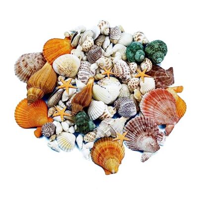 135 PCS Mini Sea Shells Mixed Beach Seashells Starfish Colorful Natural ...