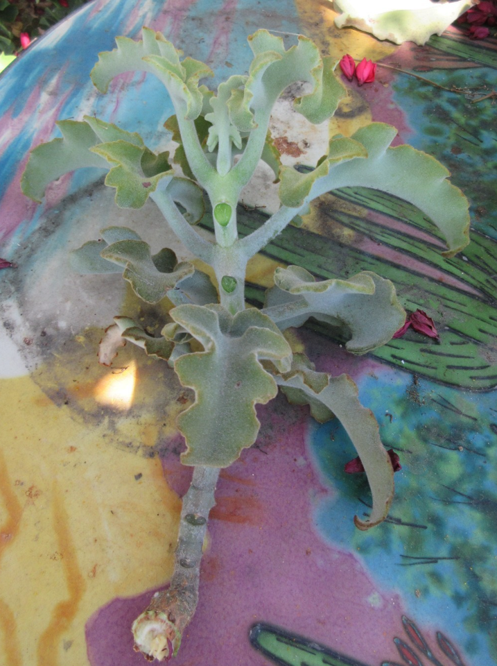 Kalanchoe Beharensis Velvet Elephant Ears 2 Cuttings 10-12" tall ...