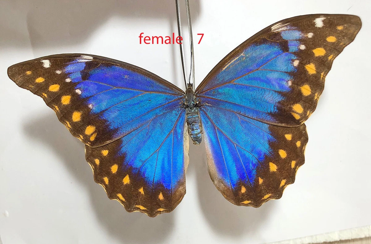 Morpho Anaxibia