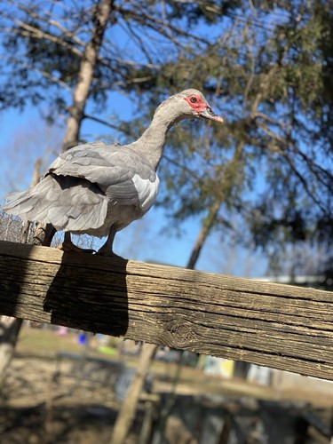 12+ RARE Muscovy Duck Hatching Eggs **NPIP** | eBay