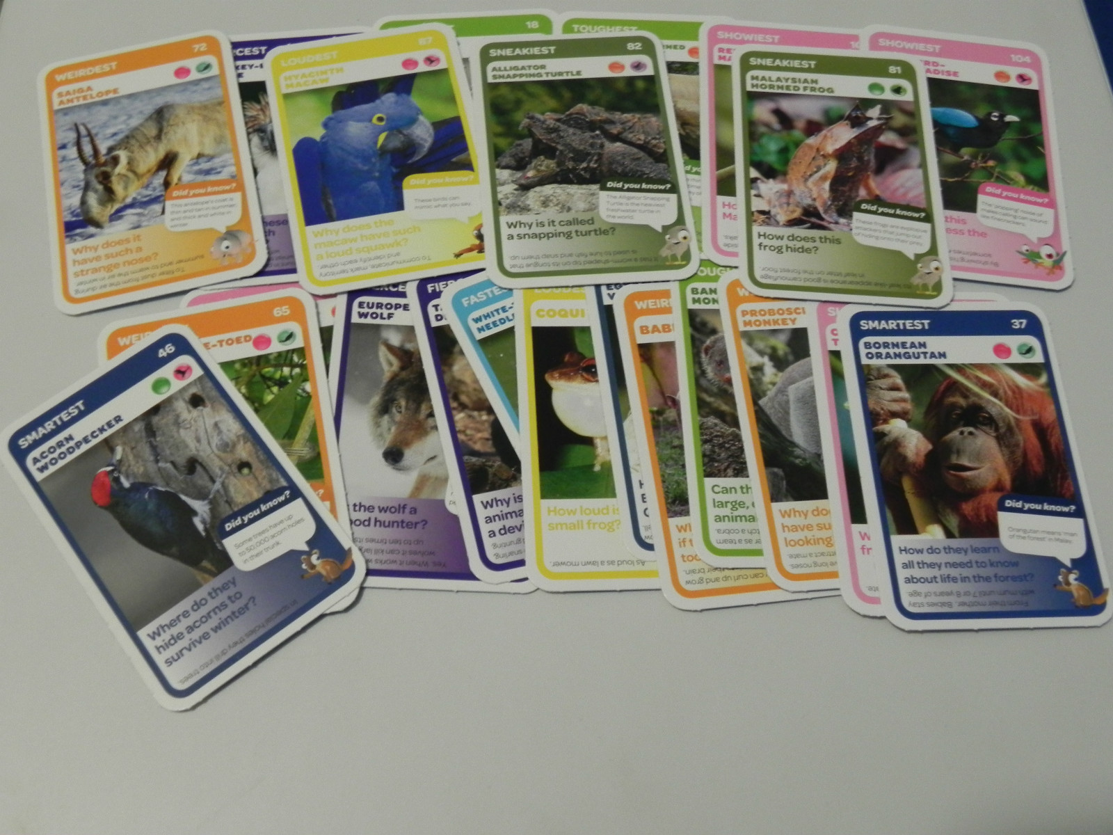 Woolworths Blue Super Animal Cards, 4 Cards For $1.00 | eBay