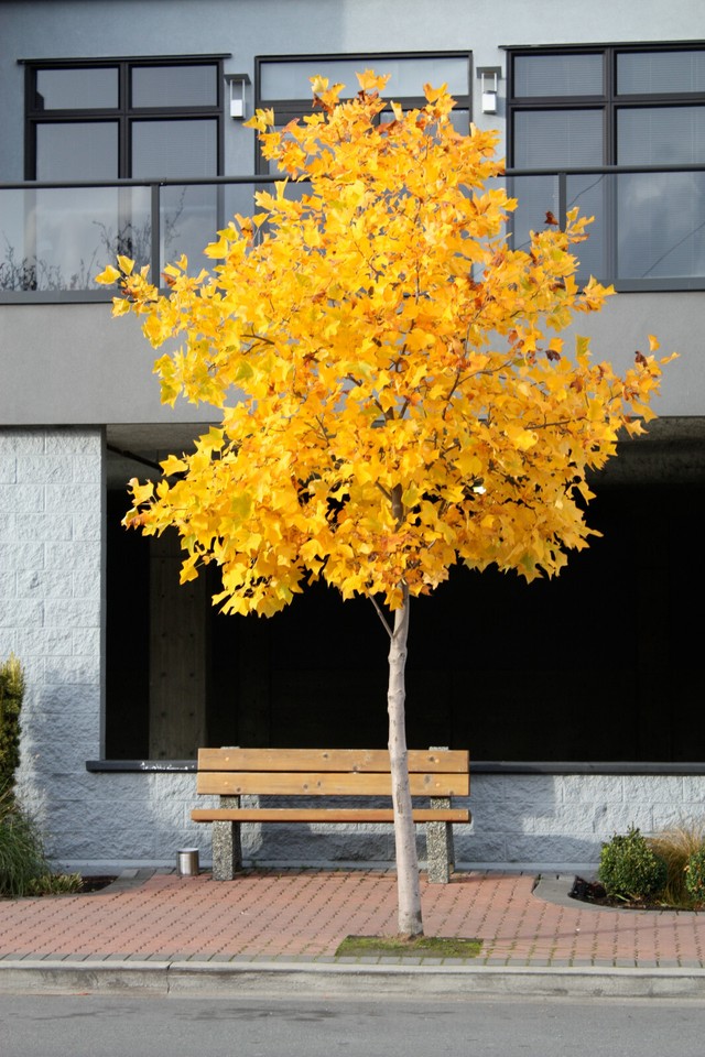Tulip Poplar | Small Tree Seedling | The Jonsteen Company | eBay