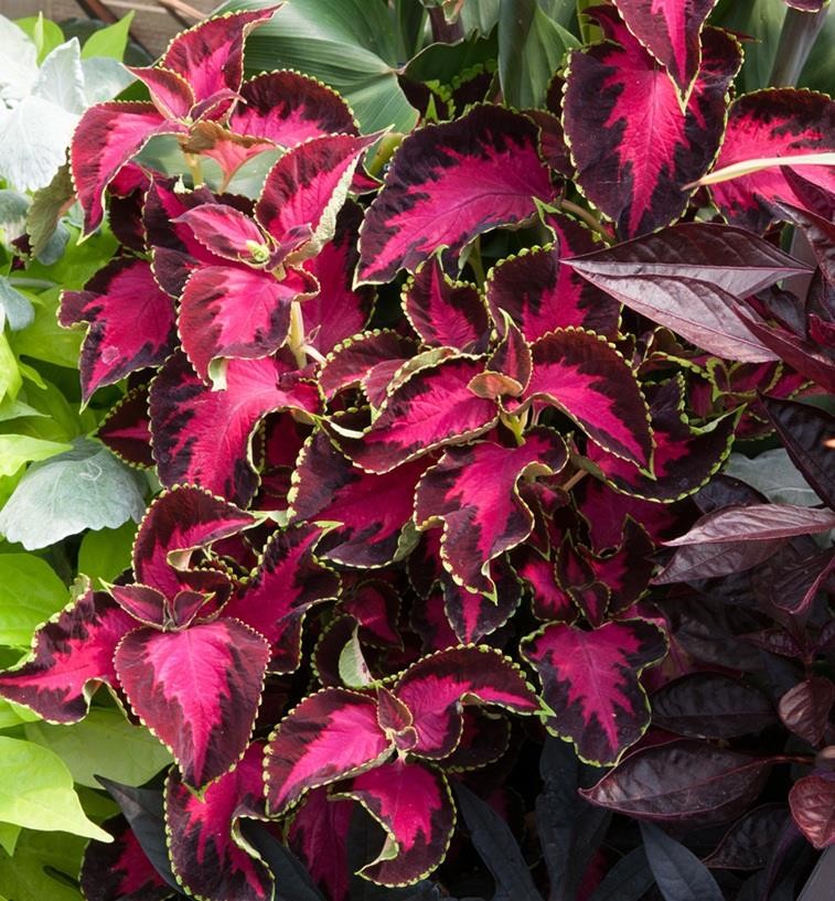 Coleus Chocolate Covered Cherry Plug Plants Pack x6 | eBay UK