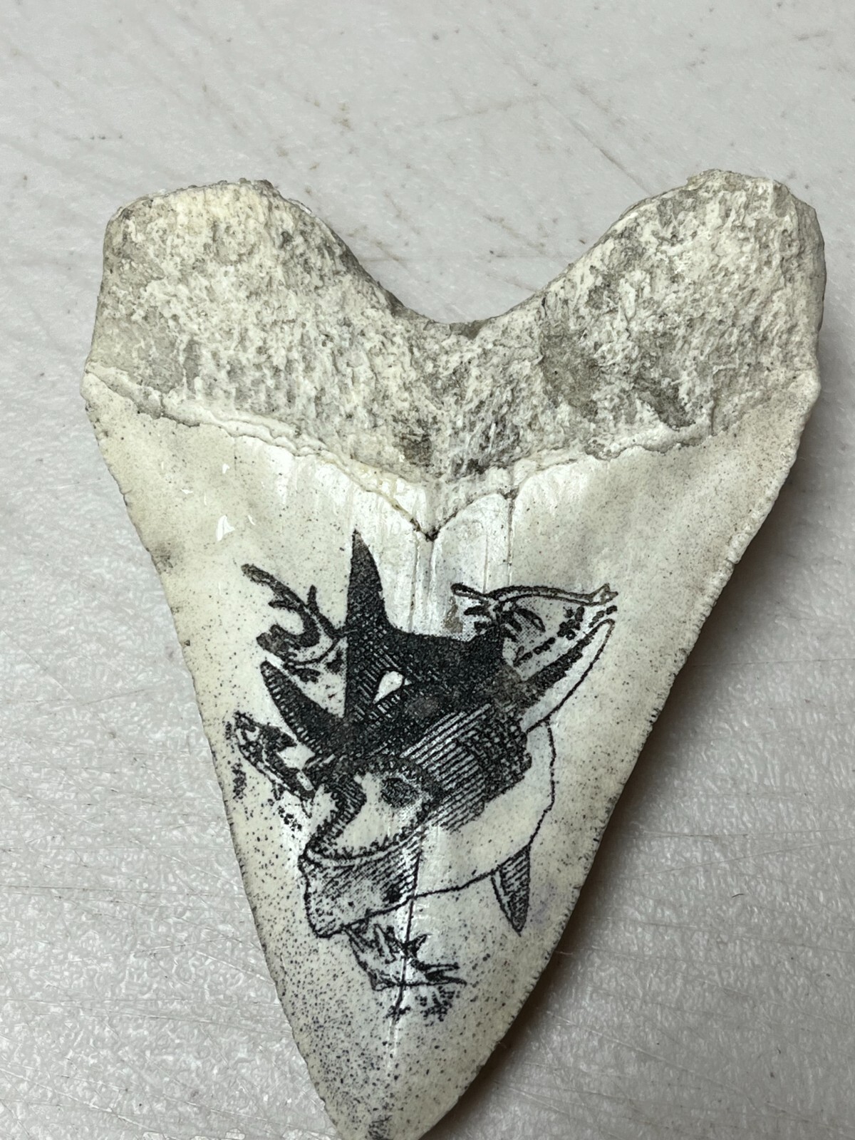 ALMOST Perfect Megalodon replica tooth 4&3/4" SCRIMSHAW WITH MEGALODON ...