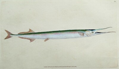 Antique Fish Print GAR-FISH, SEA PIKE Original Donovan Vintage ...