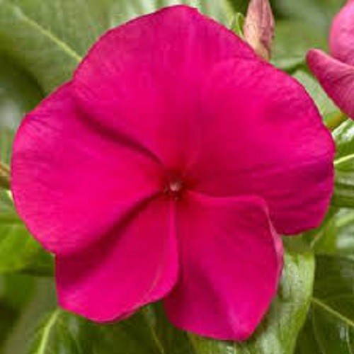 288 VINCA CORA XDR HOTGENTA Live Plants Plugs Garden Planters AV | eBay