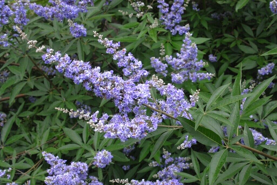 25 ABBEVILLE BLUE CHASTE TREE SEEEDS - Vitex agnus-castus 'Abbeville ...
