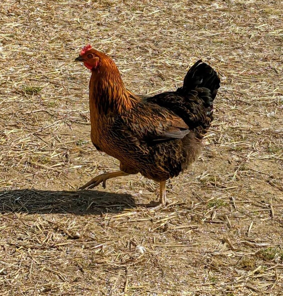 10 + 2 FREE Barnyard Mix Chicken Hatching Rainbow Eggs | Happy Hatching ...