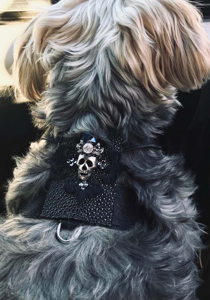 Designer Dog Harness / Luxury Leather Pet Harness/ Stingray Products | eBay