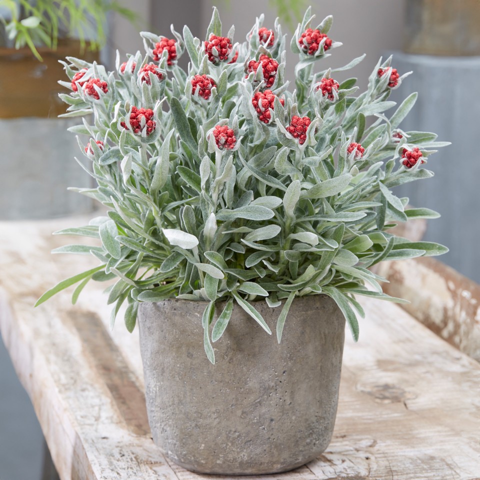 Helichrysum Red Jewel Vibrant Red Hardy Flower Outdoor Garden Plant in ...