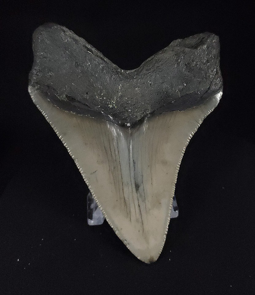 Authentic, 3.78" Fossil Megalodon Shark Tooth - Meg Ledge | eBay