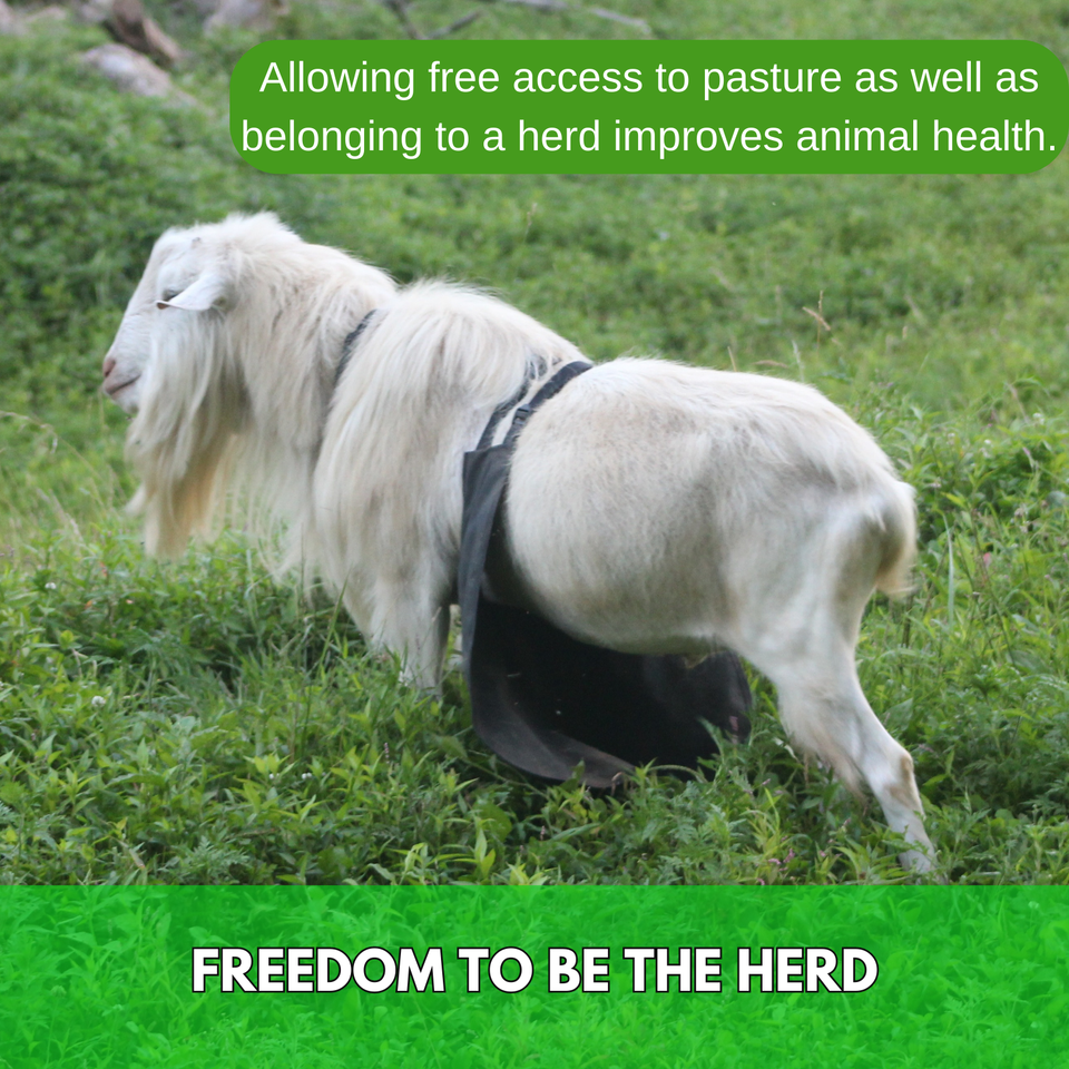 Anti Mating Anti Breeding OLOR Buck Apron™ with Harness - Goats/Sheep ...