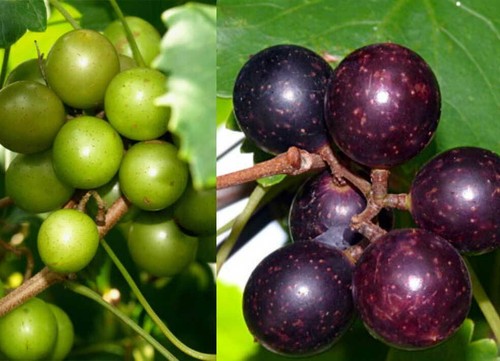 16 Bronze Scuppernong grape Muscadine vine cuttings scion rooting ...