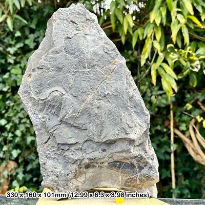 Rare Triassic Fossil Bed - Fish, Shark, Reptile Bones & Coprolite ...