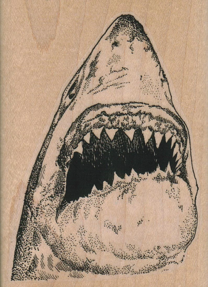 Shark Head Drawing