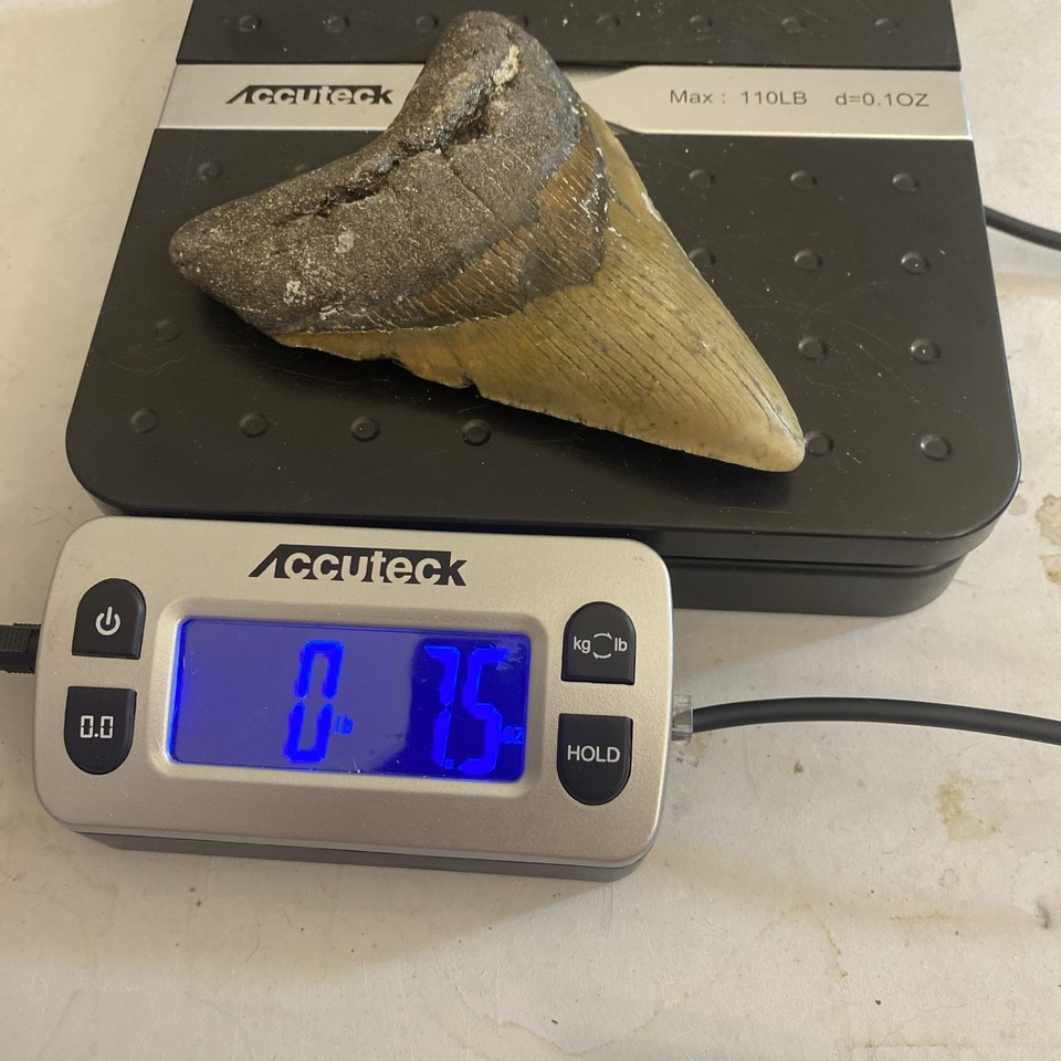MEGALODON SHARK TOOTH 4.97” HUGE TEETH MEG SCUBA DIVER DIRECT FOSSIL NC ...
