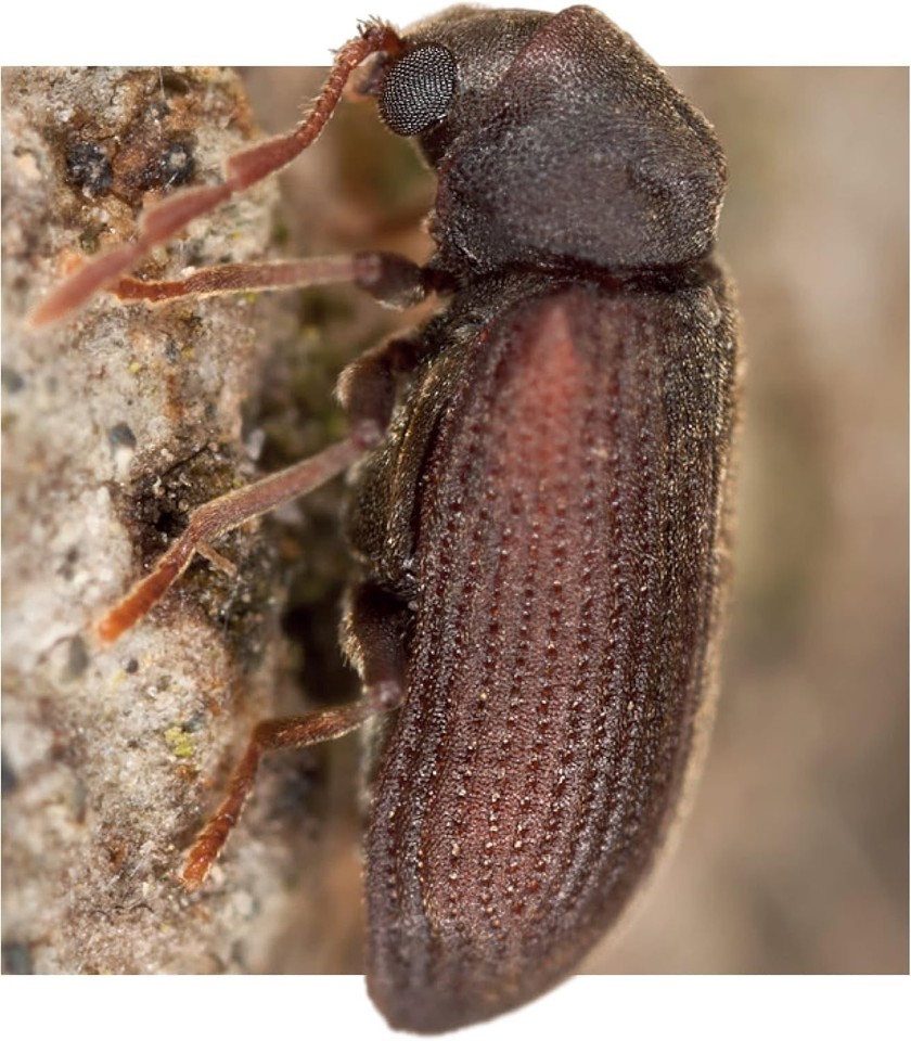 SAFEGUARD Soluguard High Strength Woodworm Treatment Killer Spray Clear ...